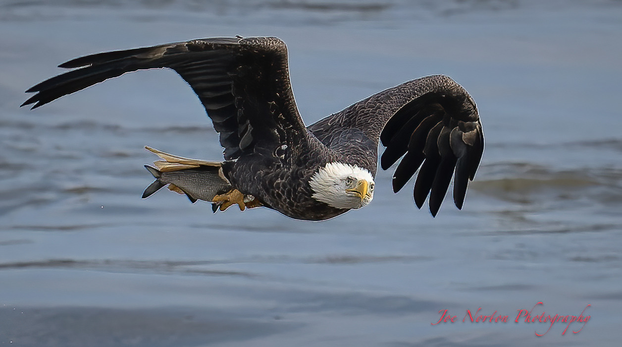 Bald Eagles Conowingo Dam 2021