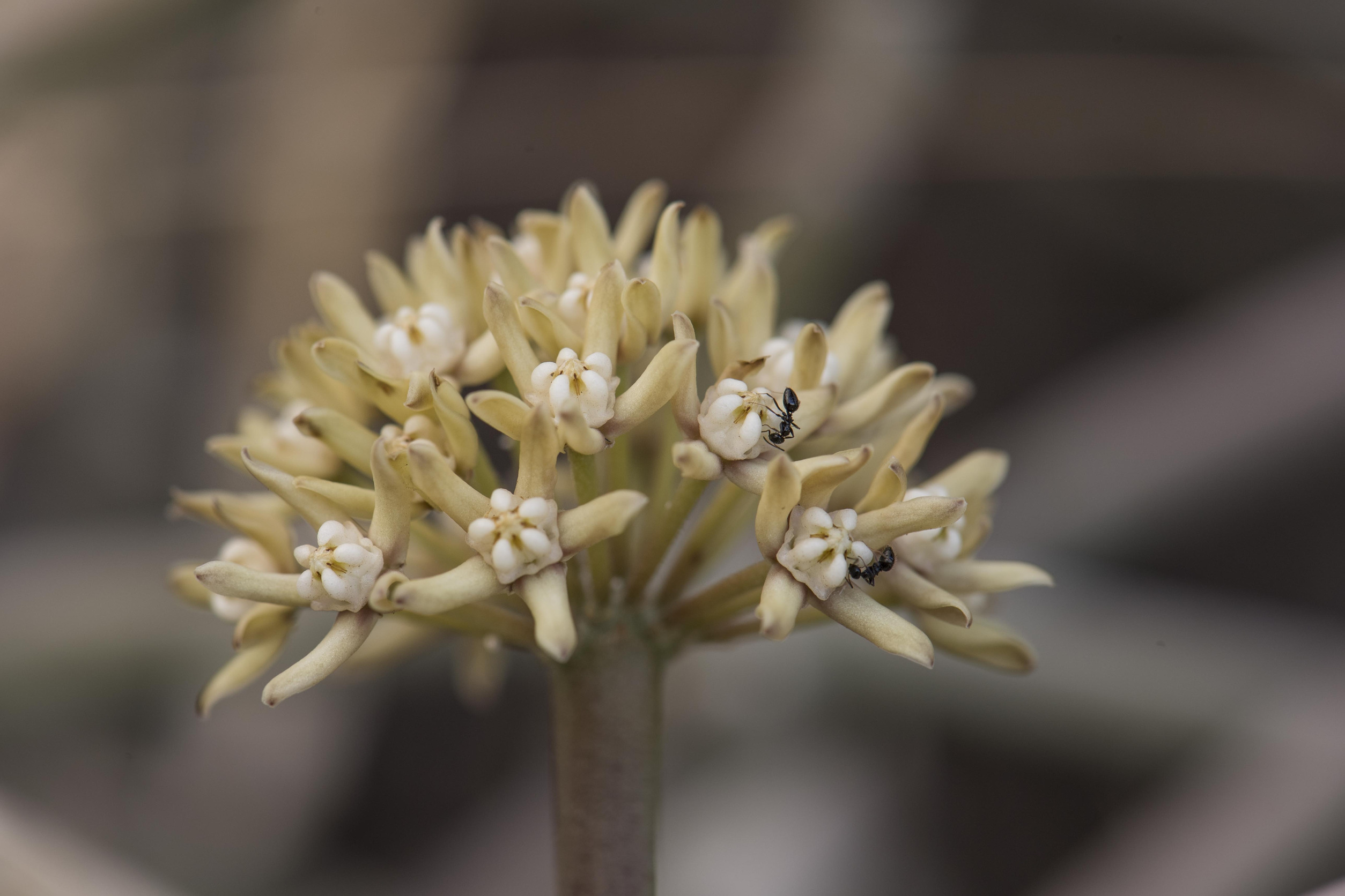 Cabo Verde endemic plants