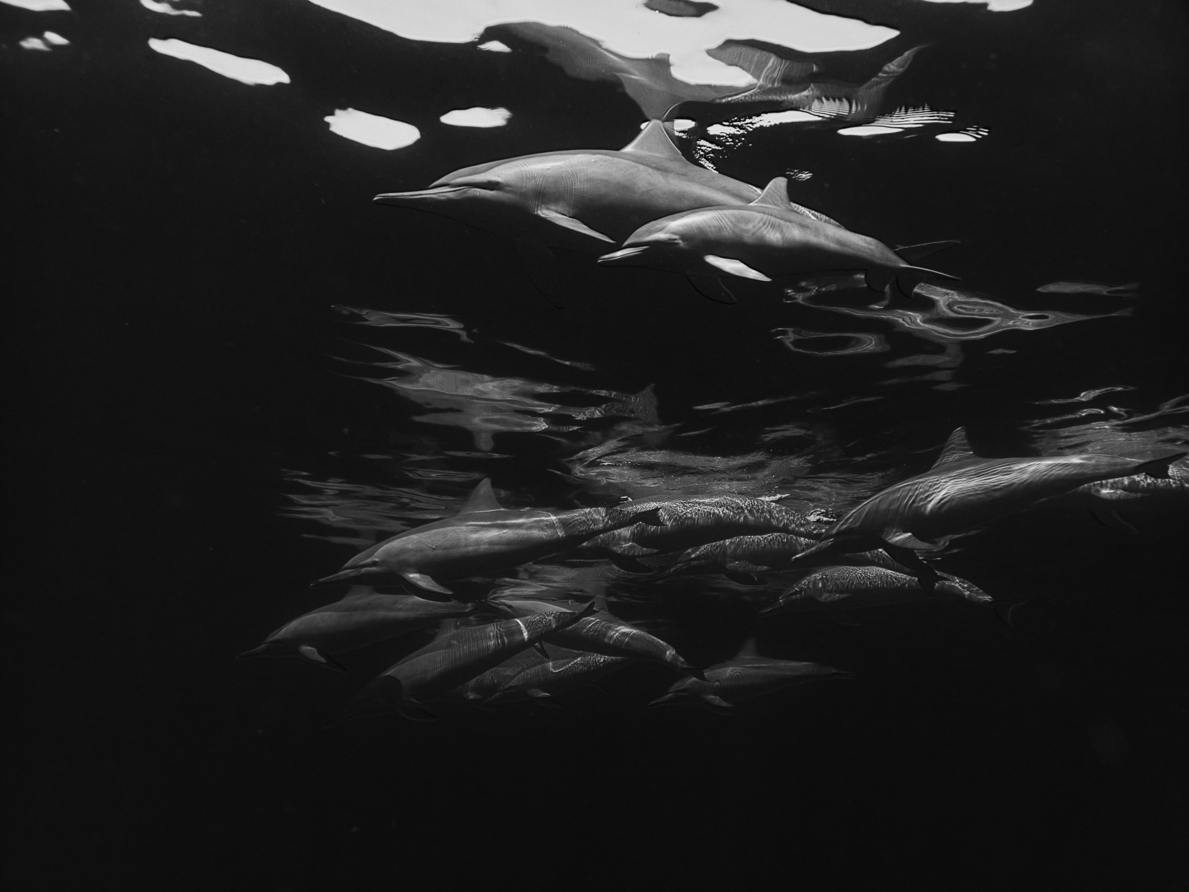 metalimnion - The Story of the 14 Dolphins